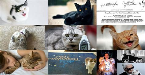 15 curiosità sui gatti che forse non conosci Il mio gatto è leggenda