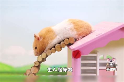 搞笑剧情：主人睡懒觉遭仓鼠连环整蛊！太坏了仓鼠主人剧情