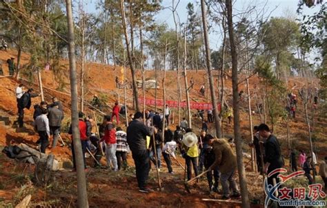 推进国土绿化建设美丽家园 顺昌开展全民义务植树活动 顺昌县 文明风