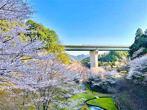 【2025年版】三重県大台町のお花見スポット・桜情報 大台町観光協会