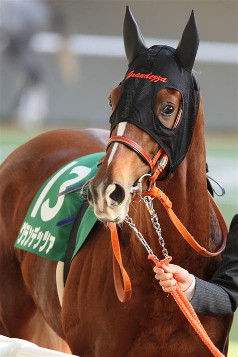 競馬写真plus 年度別レース写真 2011年競馬写真 ラジオnikkei杯2歳ステークスg3