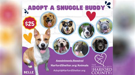 The Humane Society Of Harford County Is Filled To Capacity