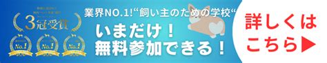 【重要】子犬がケージで暴れる原因としつけ対処法をプロが解説！ 犬のしつけ教室なら【東京dogs】褒める犬のしつけトレーニング