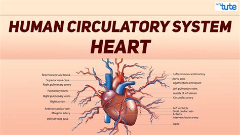 Human Circulatory System Letstute Youtube