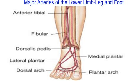 Arteries Of Leg And Foot Diagram Quizlet
