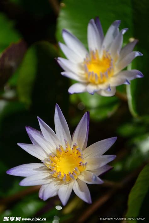 白菊花摄影图 花草 生物世界 摄影图库 昵图网nipic
