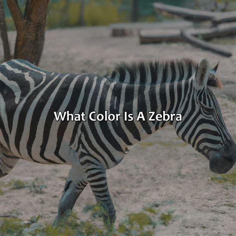 What Color Is A Zebra