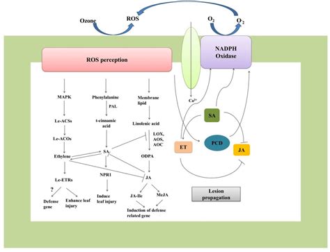 An Expected Pathway Representing The Biosynthesis Of Phytohormones