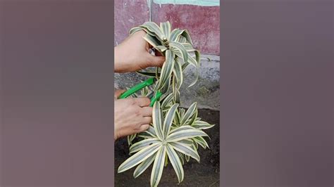 গাছের কাটিং করাviral Nature Youtubeshorts টব ছোটো হবার কারণে গাছটি