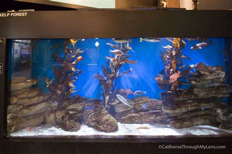 Le Cabrillo Marine Aquarium à San Pedro