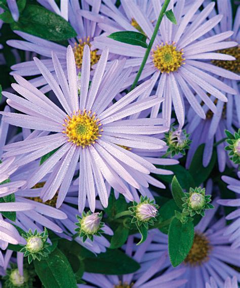 Peak Season Perennials For The Northwest Fine Gardening