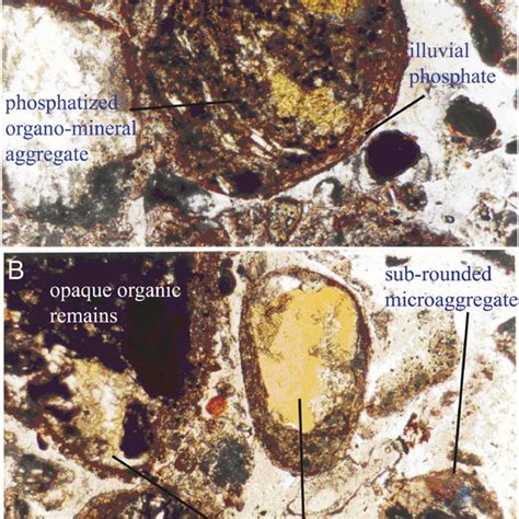 Pdf Ornithogenic Cryosols From Maritime Antarctica Phosphatization