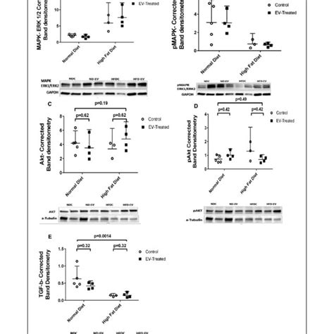 Paradoxical Signaling Contd Higher Levels Of A Total Mapk Erk1erk2