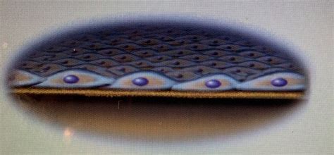 Chapter 3 Cellular Form And Function Flashcards Quizlet