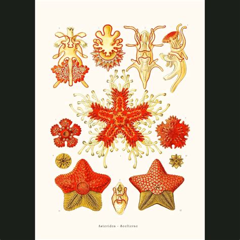 Starfish Fine Art Print