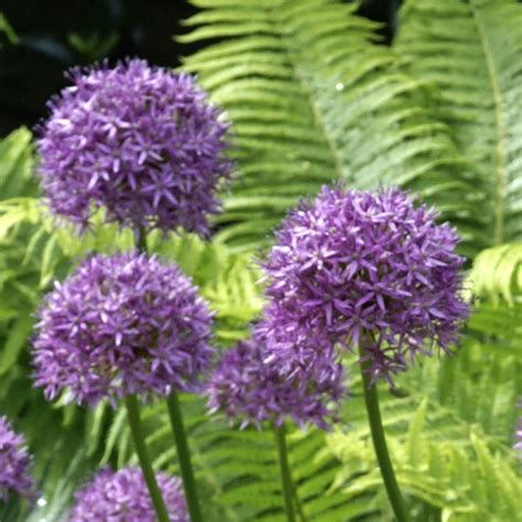 Get Allium Giganteum Spring Flowering Bulbs In Mi At English Gardens