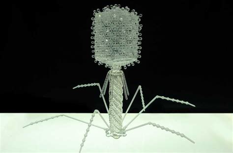 T2与t4噬菌体区别 搜狐大视野 搜狐新闻