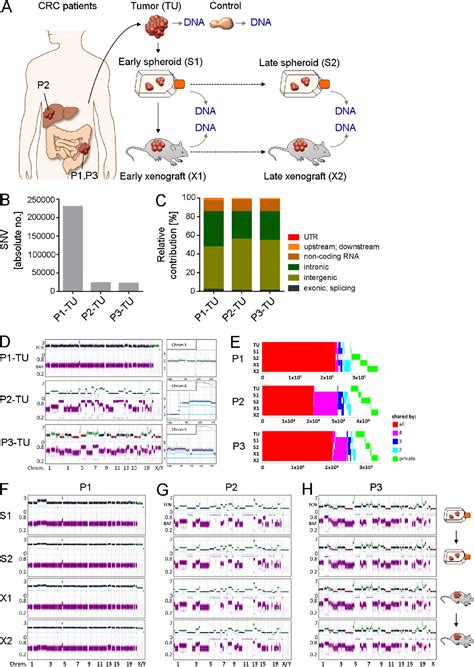 Figure From Genetic Subclone Architecture Of Tumor Clone Initiating Cells In Colorectal Cancer