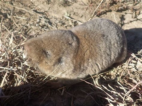 Common Mole Rat Naturerules1 Wiki Fandom