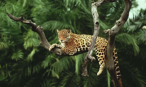 Species Spotlight Jaguar Pages Wwf