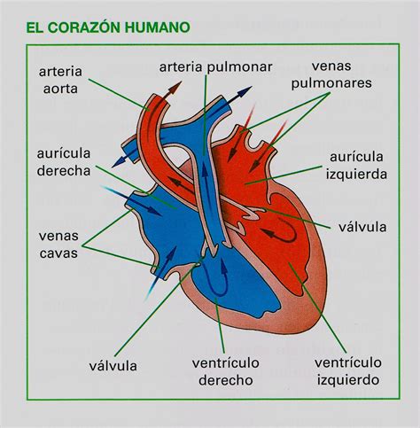 Partes Del Corazon