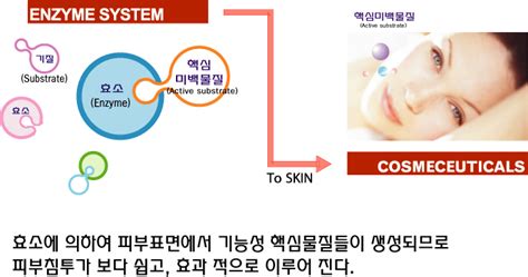 효소 화장품 원리 네이버 블로그