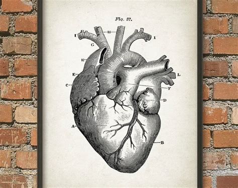 Antique Anatomical Heart Illustration Vintage Heart Anatomy Art Print