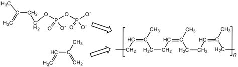Perbedaan Antara Sintesis Dan Biosintesis Sintesis Vs Biosintesis Sains And Alam 2025