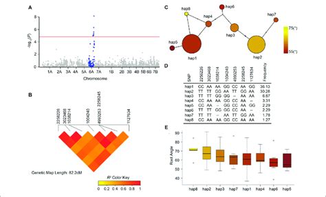 Genome Wide Association Mapping For Seminal Root Angle In 393 Durum Download Scientific