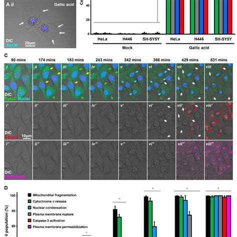 Gallic Acid Induced Cancer Cells Display Hallmarks Of Apoptosis
