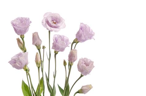 흰색 배경에 고립 하는 아름 다운 옅은 보라색 Eustoma 꽃 0명에 대한 스톡 사진 및 기타 이미지 0명 개화기 꽃