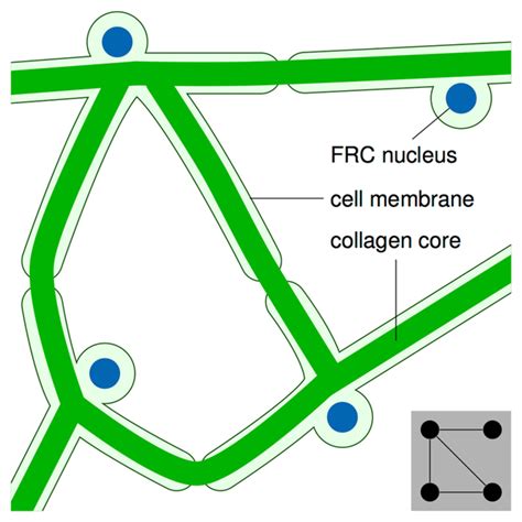 Reticular Fibers Lymph Node