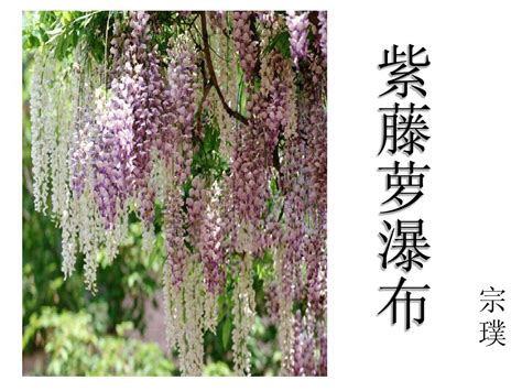 紫藤萝瀑布讲课稿pptword文档在线阅读与下载免费文档