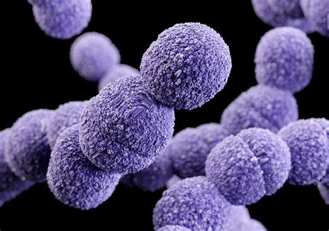 Streptococcus Agalactiae Vircell