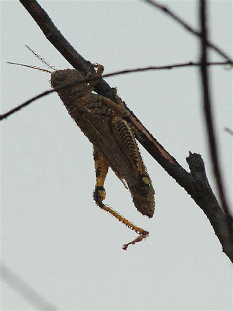 Differential Grasshopper Cold Night Dfw Urban Wildlife
