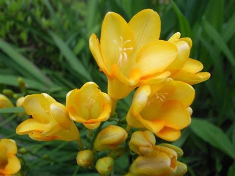 Freesia (Freesia) – A to Z Flowers