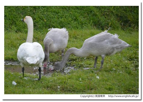 コハクチョウ1 野鳥生きもの 自然探訪と野鳥小動物