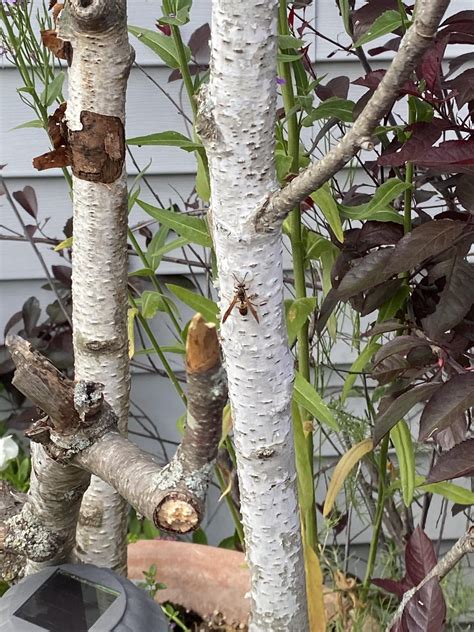 What Is This Wasp Looking Guy R Whatsthisbug