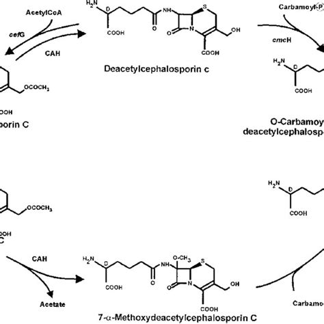 Metabolic Grid Connecting Cephalosporin C And Cephamycin C Genes Cefg Download Scientific