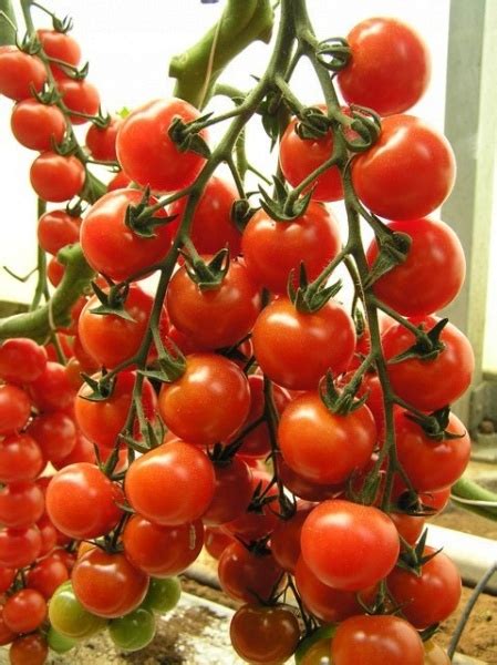 Pomidor Koktajlowy Red Pomidory Najlepsze Sadzonki