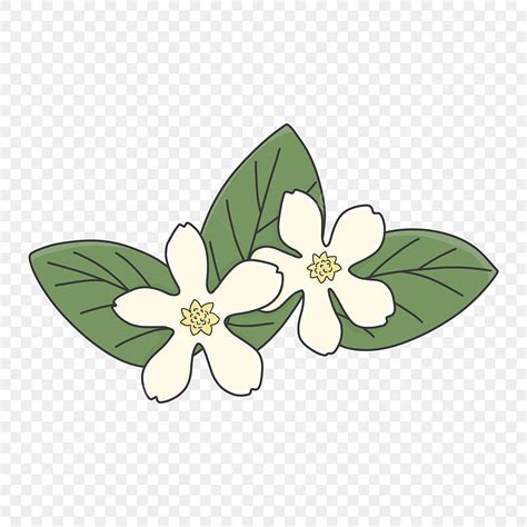 두 재스민 꽃 일러스트 그림 재스민 꽃 무늬 꽃 Png 일러스트 및 Psd 이미지 무료 다운로드 Pngtree