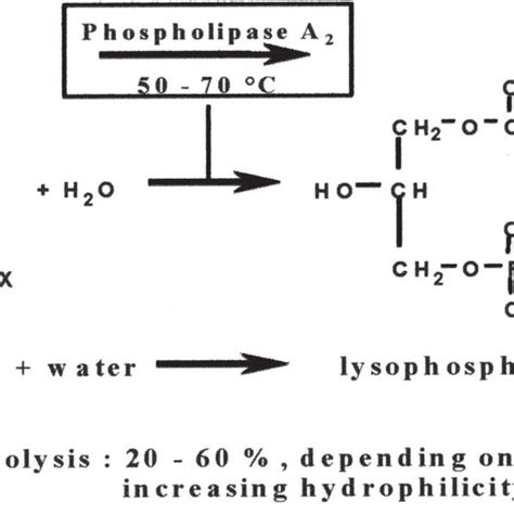 PDF Update On Vegetable Lecithin And Phospholipid Technologies