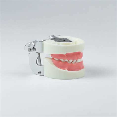 Deciduous Tooth Preparation Model 4600 September 2025 Dental Lab Shop