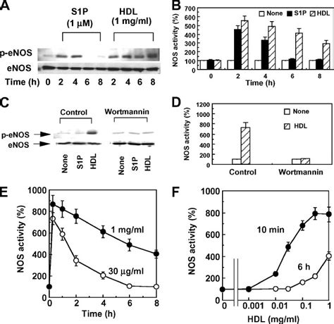 Hdl Induces A Long Term Activation Of Enos Huvecs Were Treated With Or