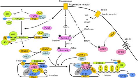 Structure And Function Of 5′ Capping And Polyadenylation −