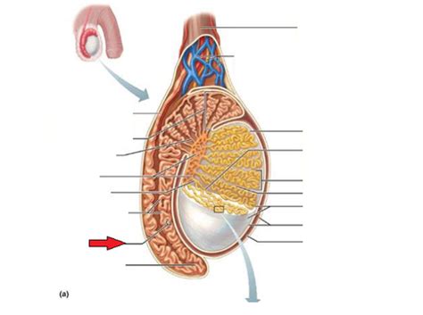 Male Reproductive System Flashcards Quizlet
