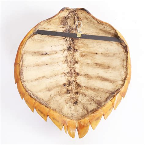 Hawksbill Turtle Shell Or Carapace For Sale At 1stdibs