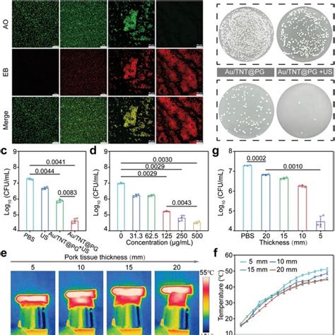 The Polarization Of M0 Macrophages Toward M1 And M2 Phenotypes And Download Scientific Diagram