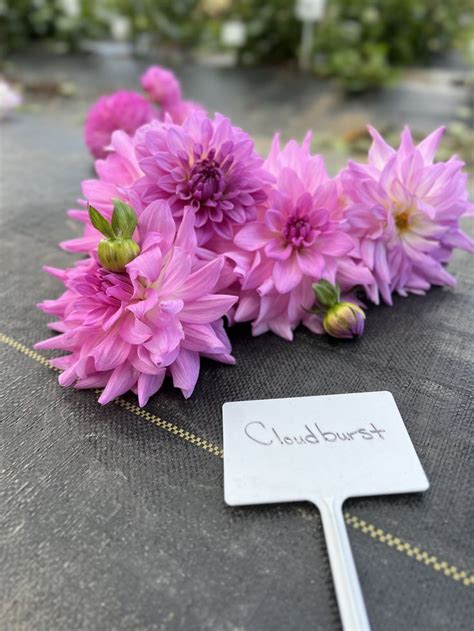 Pin On Dahlias In Planting Order Row 1 Plant Order Dahlia Plants