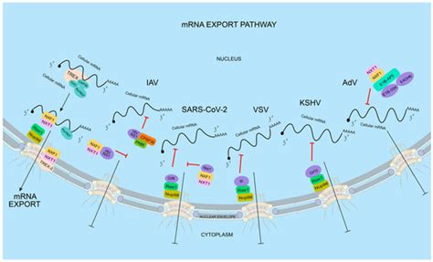 Virus Infection And Mrna Nuclear Export